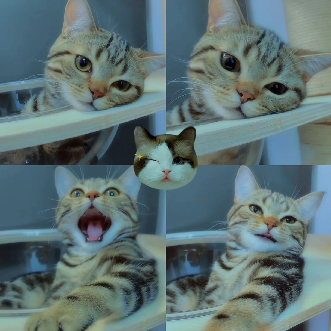 5 Photos Cats Templates - Pippit