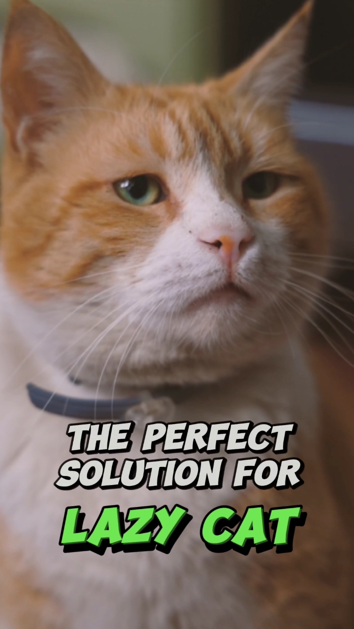 cat salute meme template - Pippit