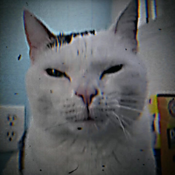 Cat Sigma Trend - Pippit