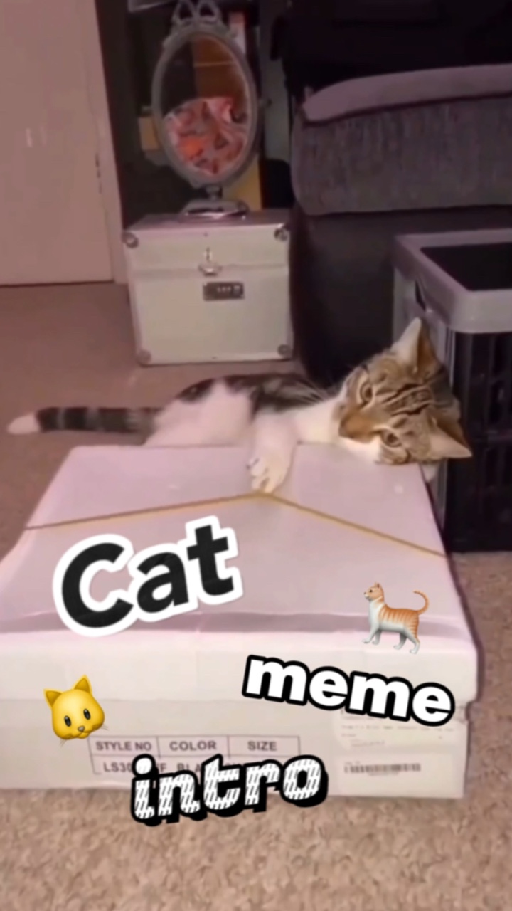 Feliz Gato Meme PNG - Pippit