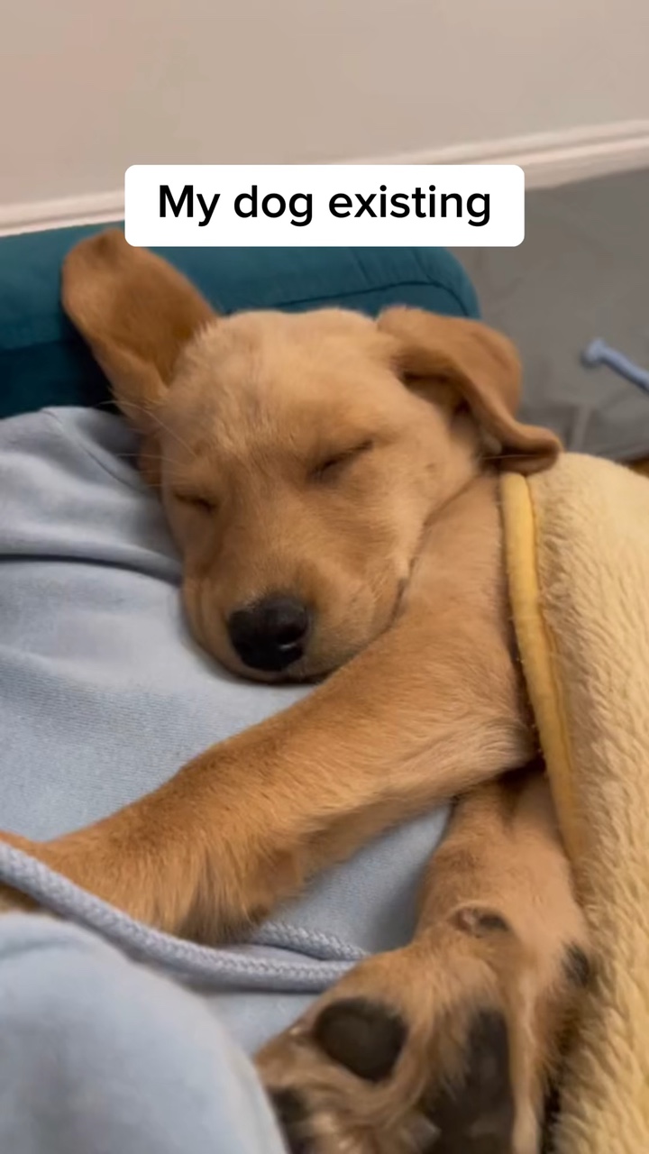 Pet Core Funny - Pippit