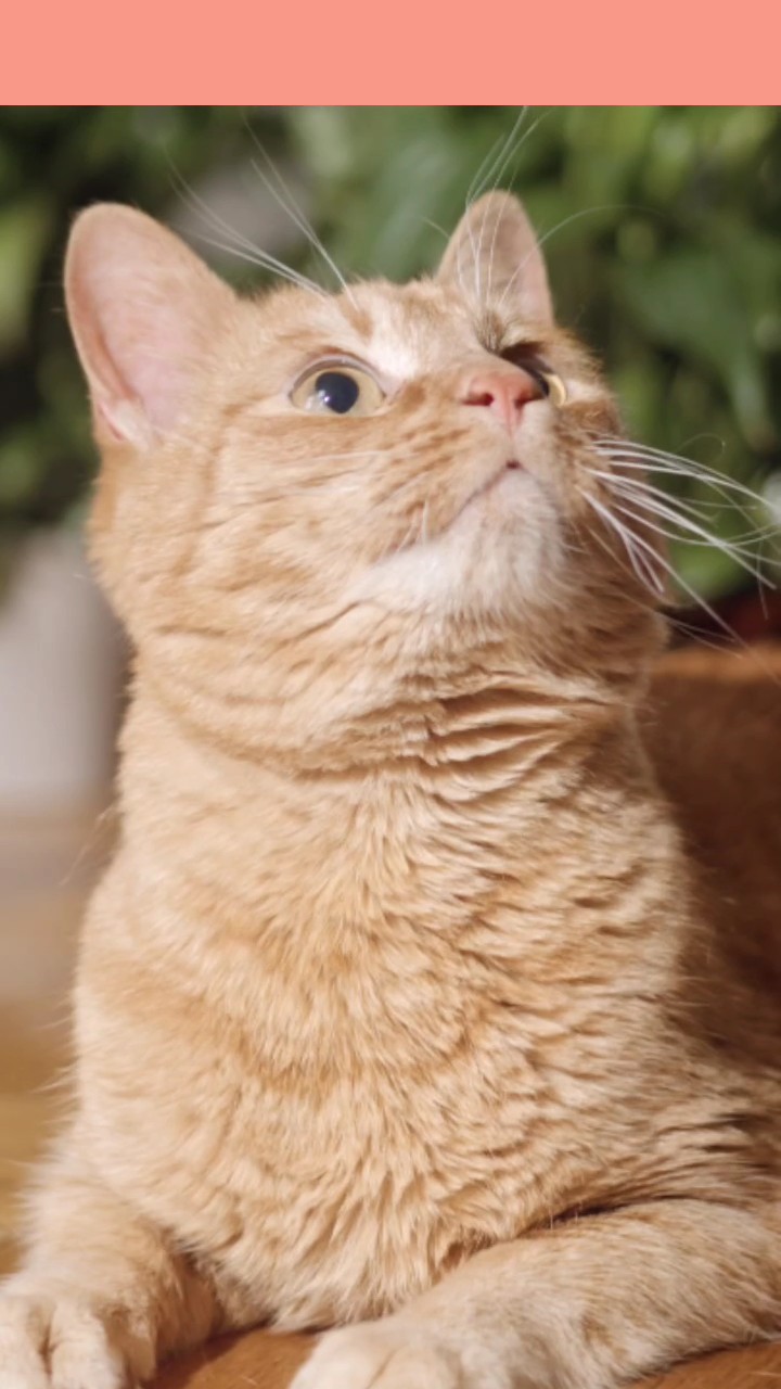 Cat Beat Template - Pippit