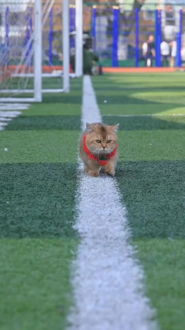 model cat - contoh video - template CapCut