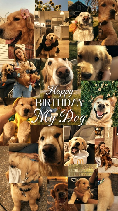 AI for Dog Birthday - Pippit