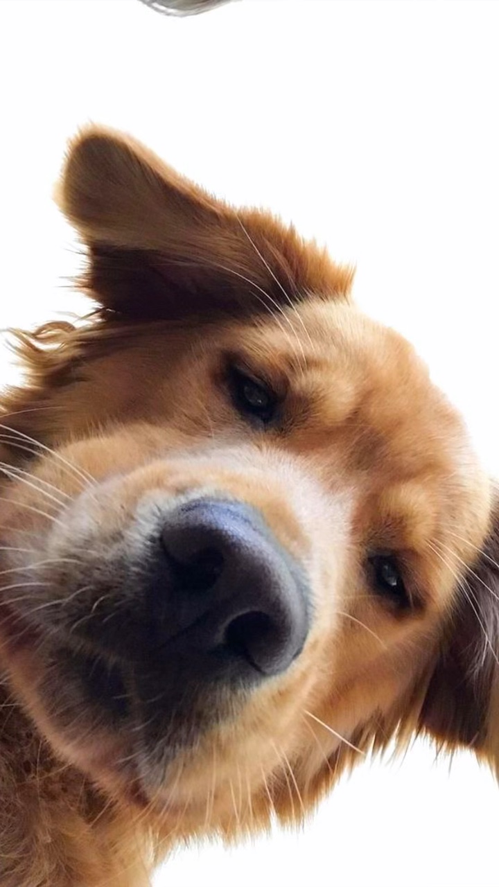 Dogue Magazine Dog 2025 6 - Pippit