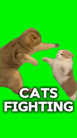 Angry Cat Meme: Discover the Funniest Cat Reactions Online