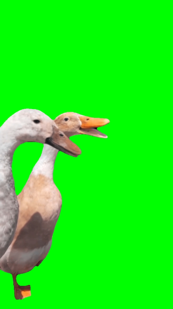 stretched memes - Pippit