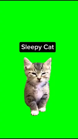 Sleepy Cat Meme: Discover Trending Feline Humor Online