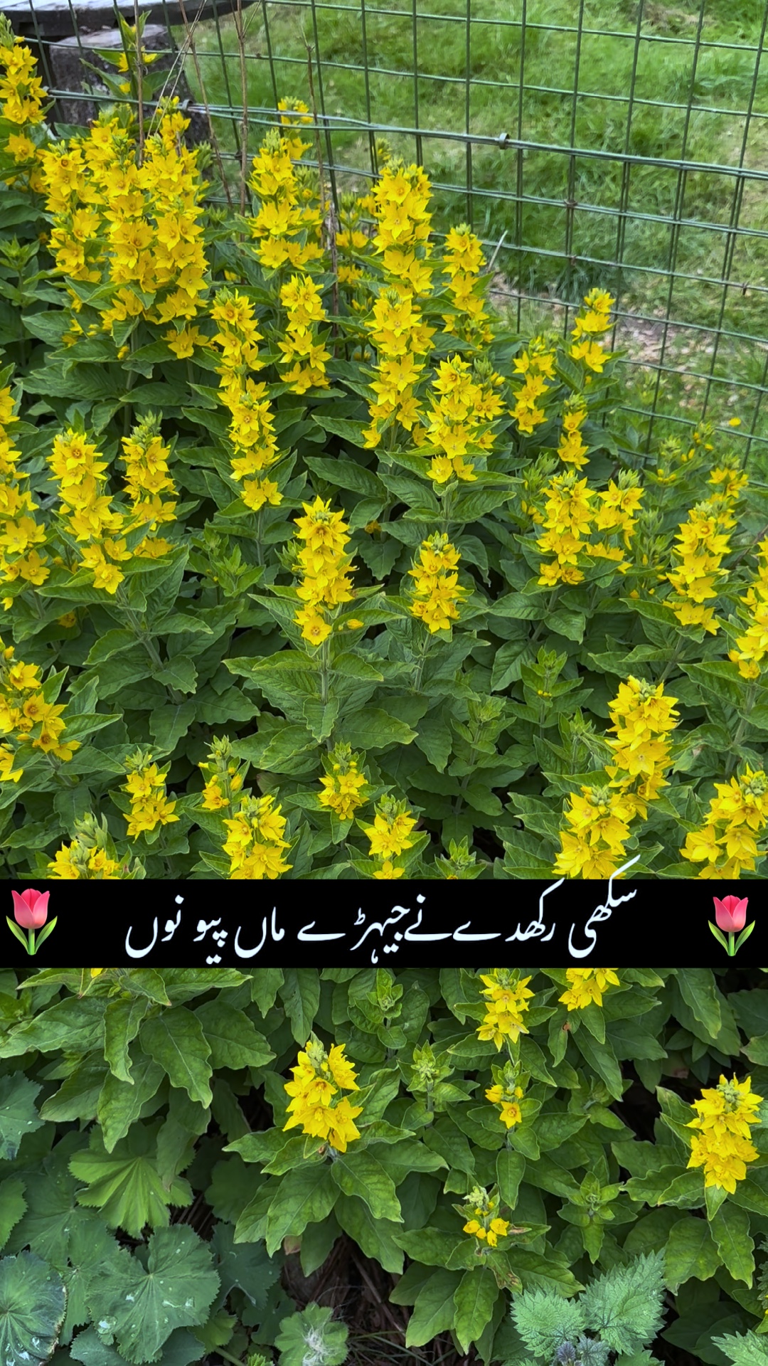 punjabi song-template writing - Pippit