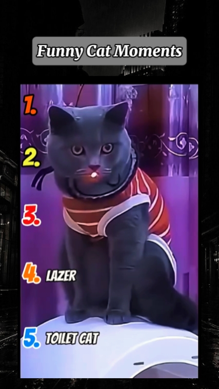 Cat Animation Playing Instruments - Pippit