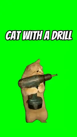 Bald Cat Meme: Discover the Funniest Viral Memes Online