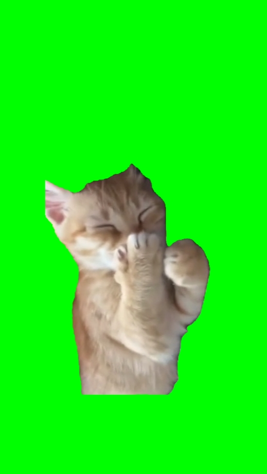 cat pointing finger laugh - Pippit