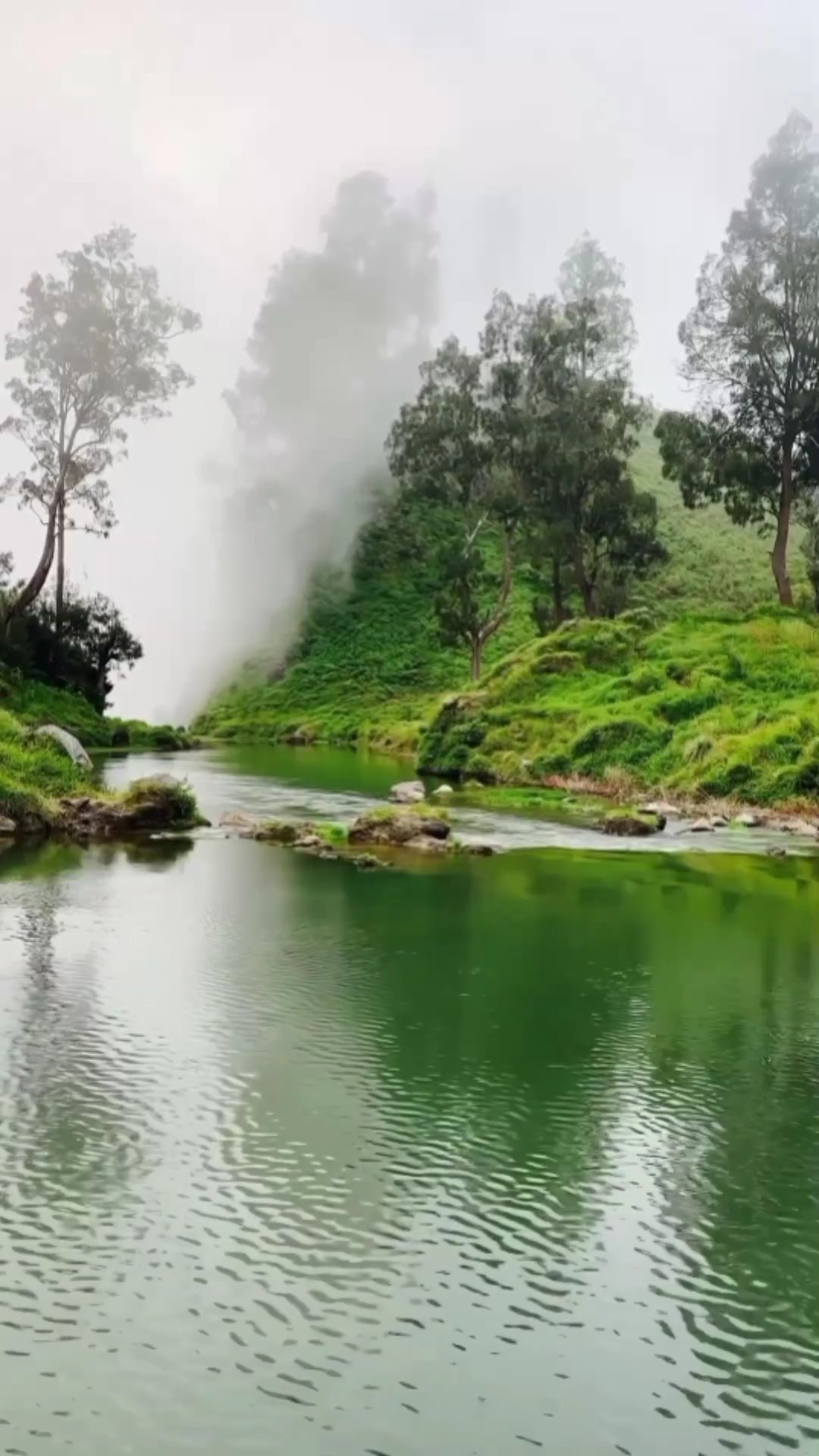 Pro Viral Templates Pippit