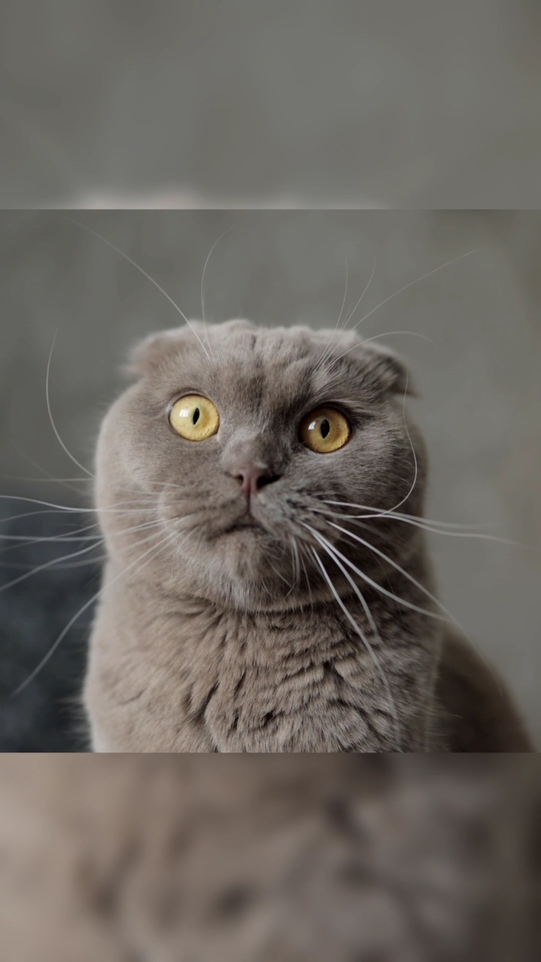 cat salute meme template - Pippit