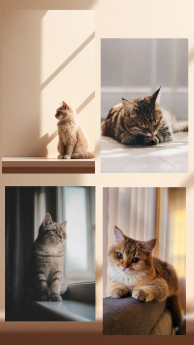 9 Photos Cat Templates - Pippit