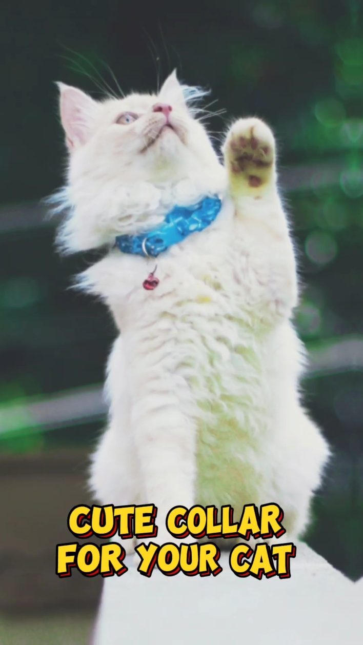 cat salute meme template - Pippit