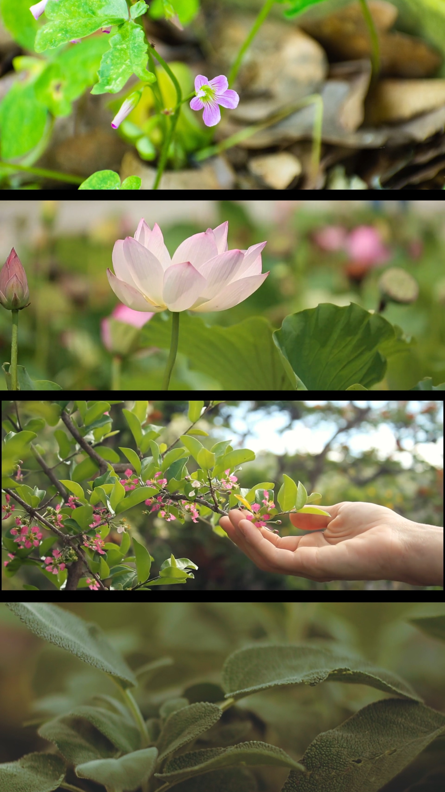 4 Grid Landscape Templates - Pippit