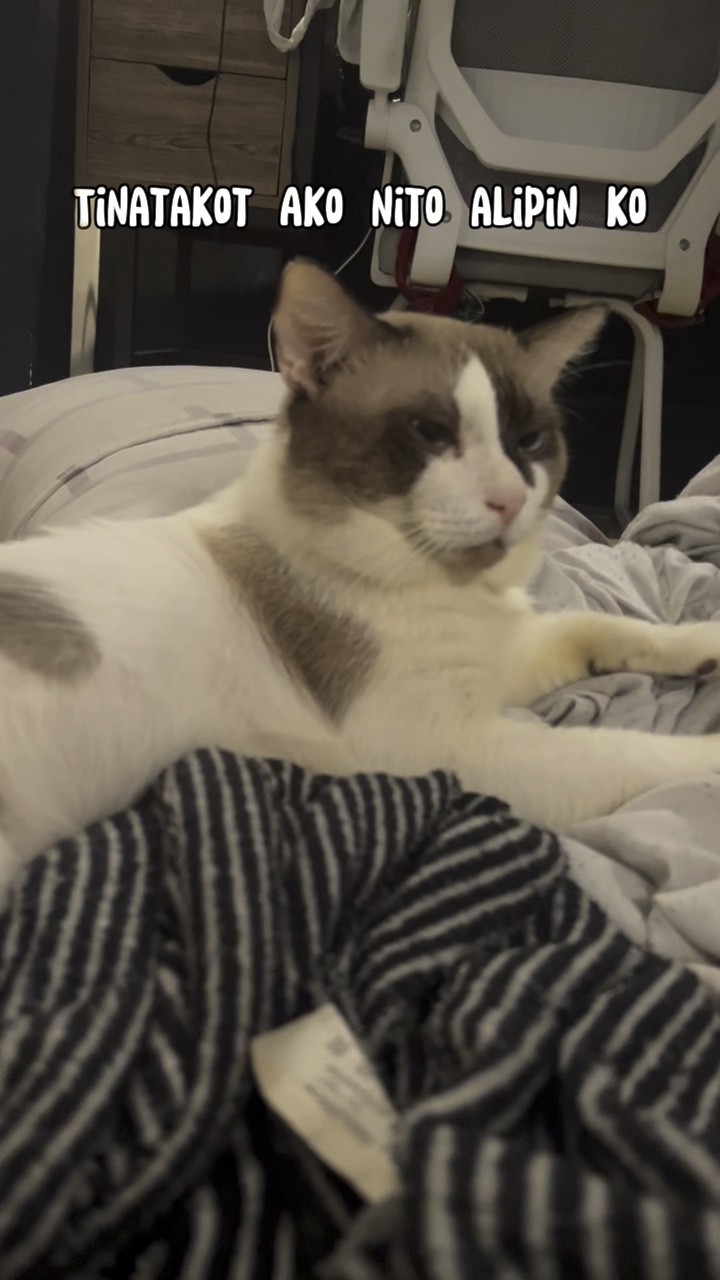 Cat Trend TikTok Viral Music Tagalog - Pippit
