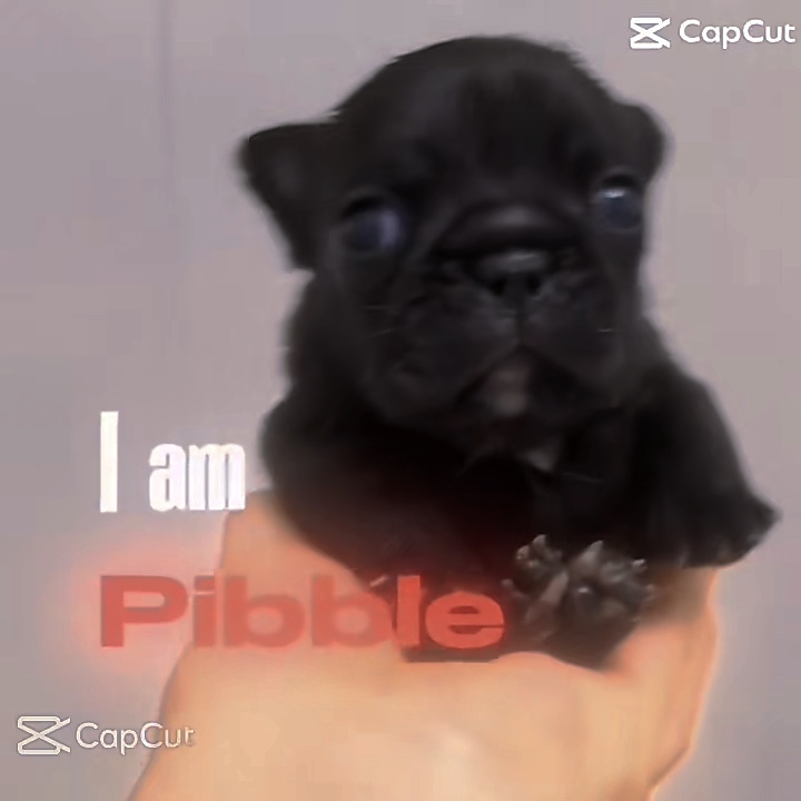 i am pebbles wash my belly - Pippit
