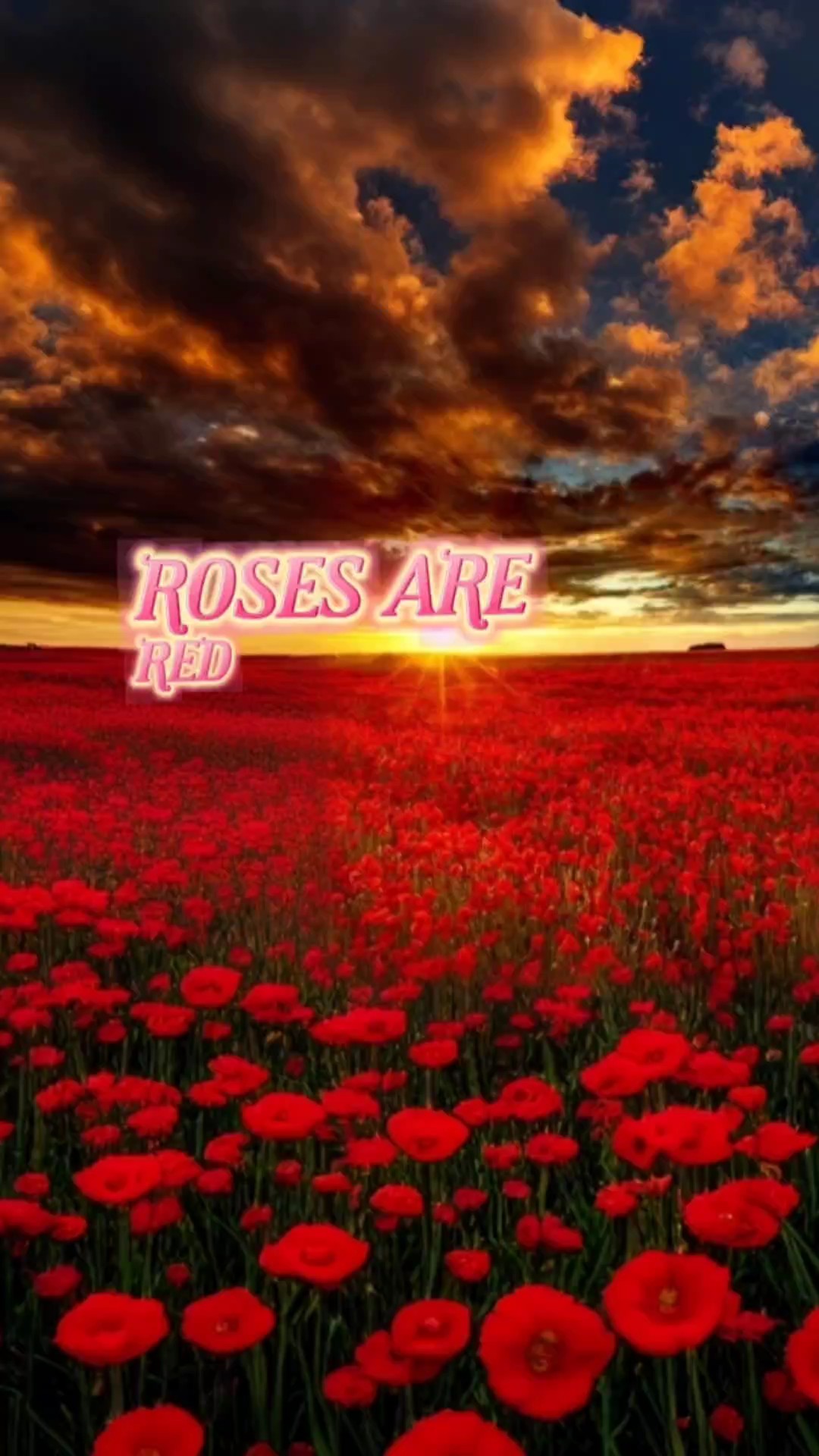 Red Roses Template Song - Pippit