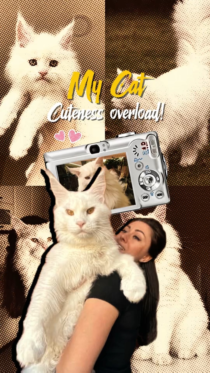 Creator CapCut Cat - Pippit