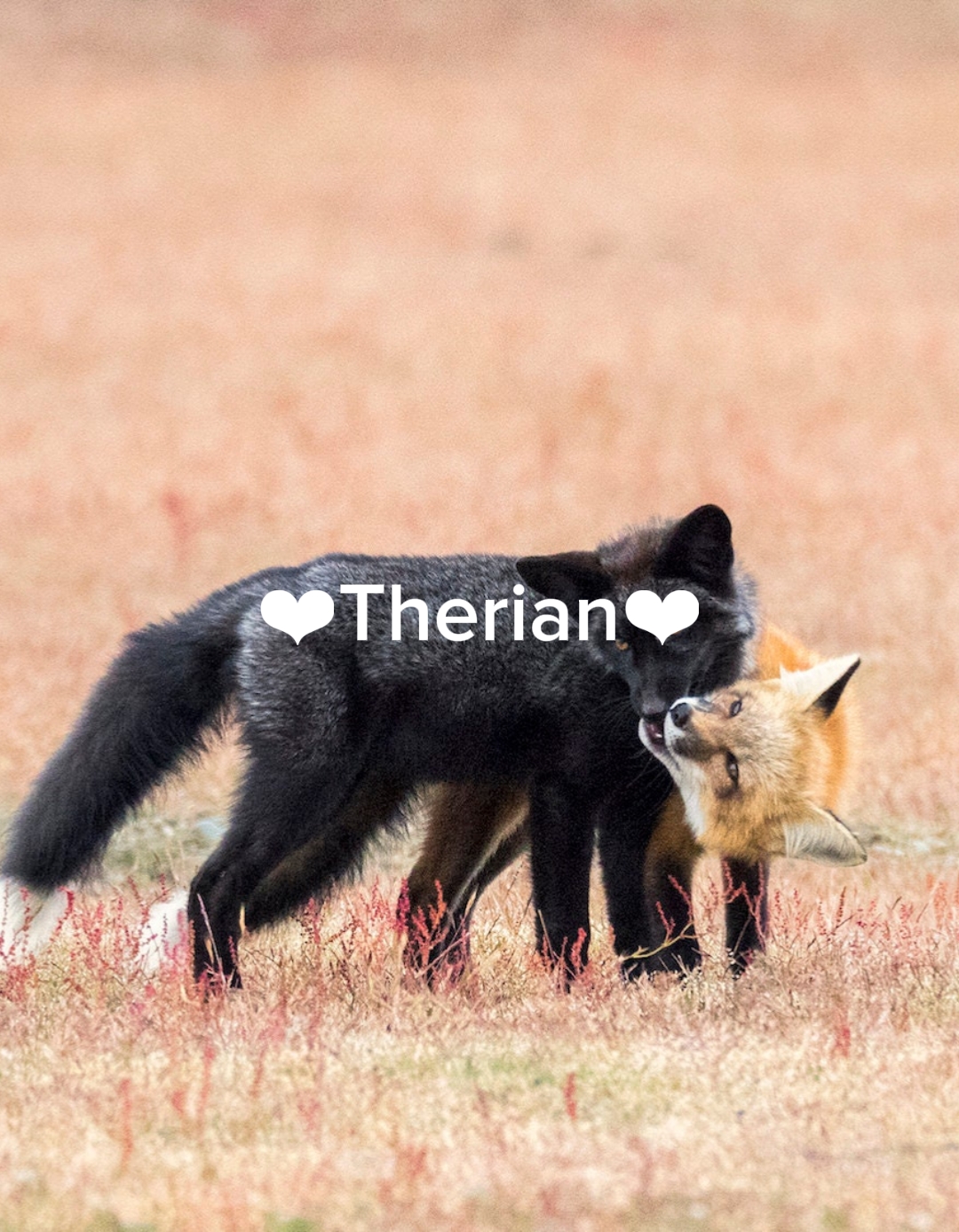 how to draw a therian - Pippit