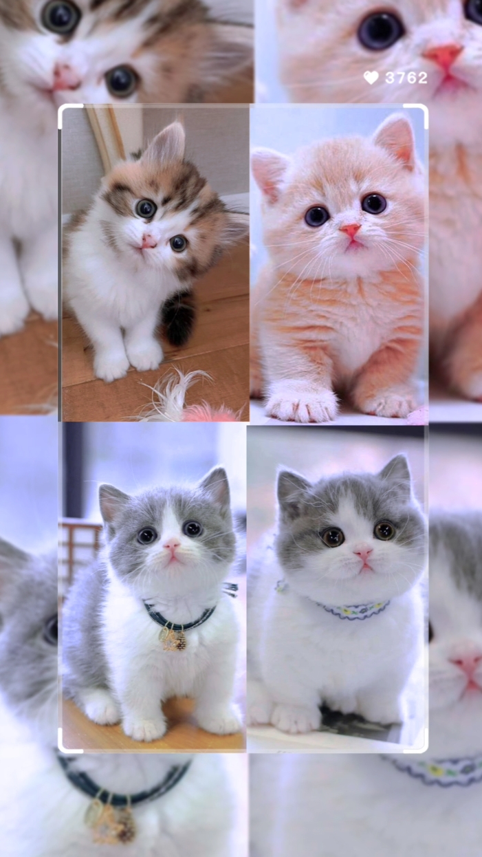 Template Photo Cat Theme - Pippit