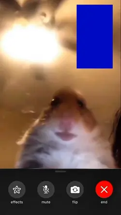 Hamster Meme: Discover Top Funny Hamster Memes Online