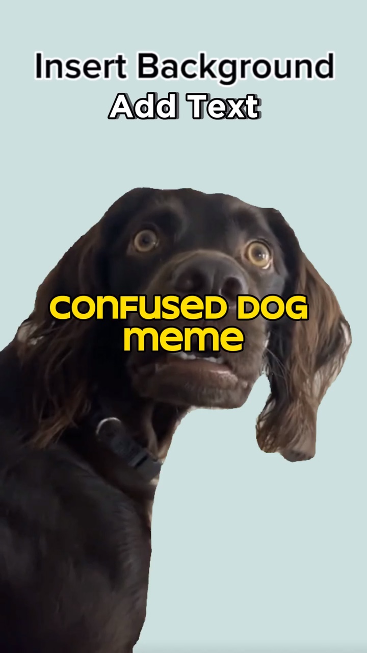 Dog Scared Meme - Pippit