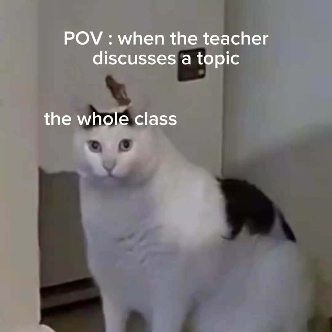 Gato Meme Maullando Llorando - Pippit