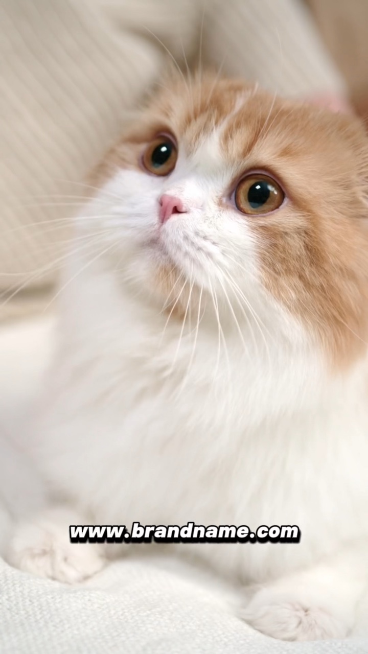 cat salute meme template - Pippit