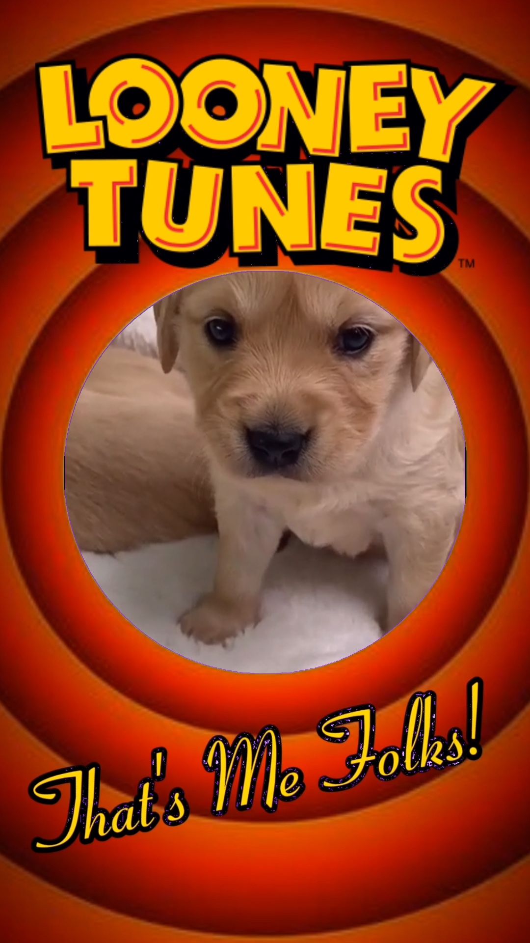 Dog Scared Meme - Pippit