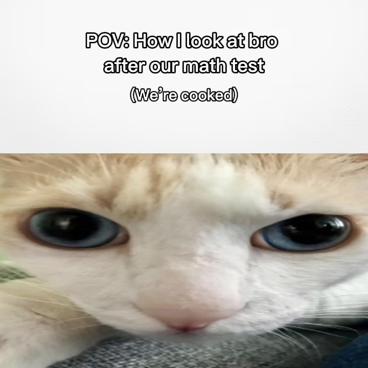 cat salute meme template - Pippit