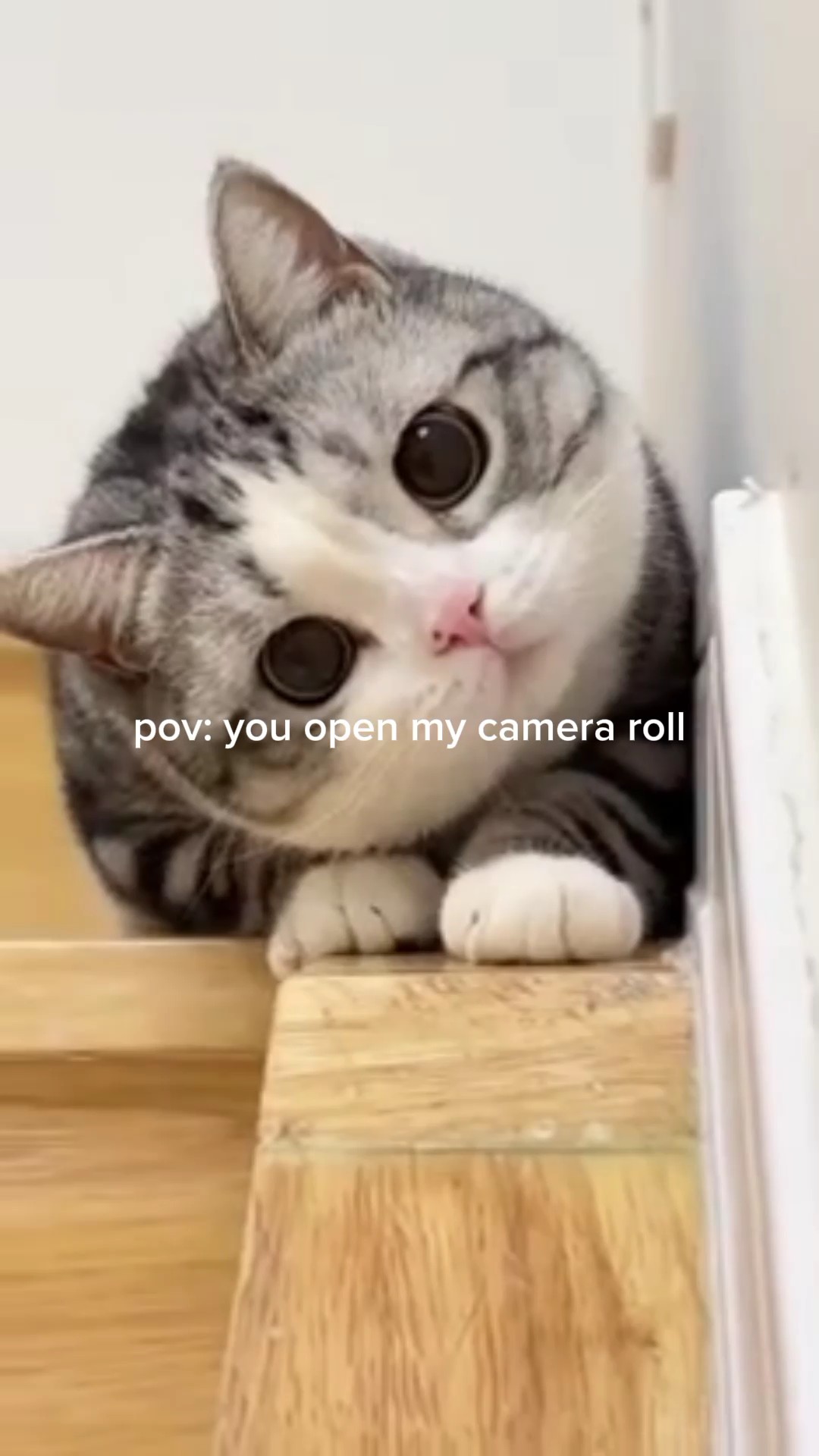 All Template CapCut New 2026 Cat - Pippit