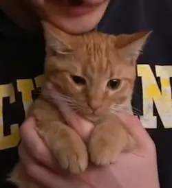 Teto Word of the Day: Expand Your Vocabulary | CapCut - AI Tools