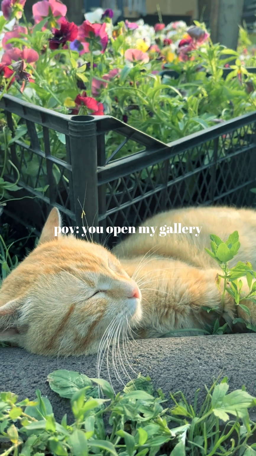 14 Pictures Cat Template - Pippit