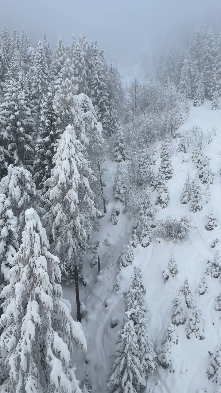 Landscape Template Winter - Pippit