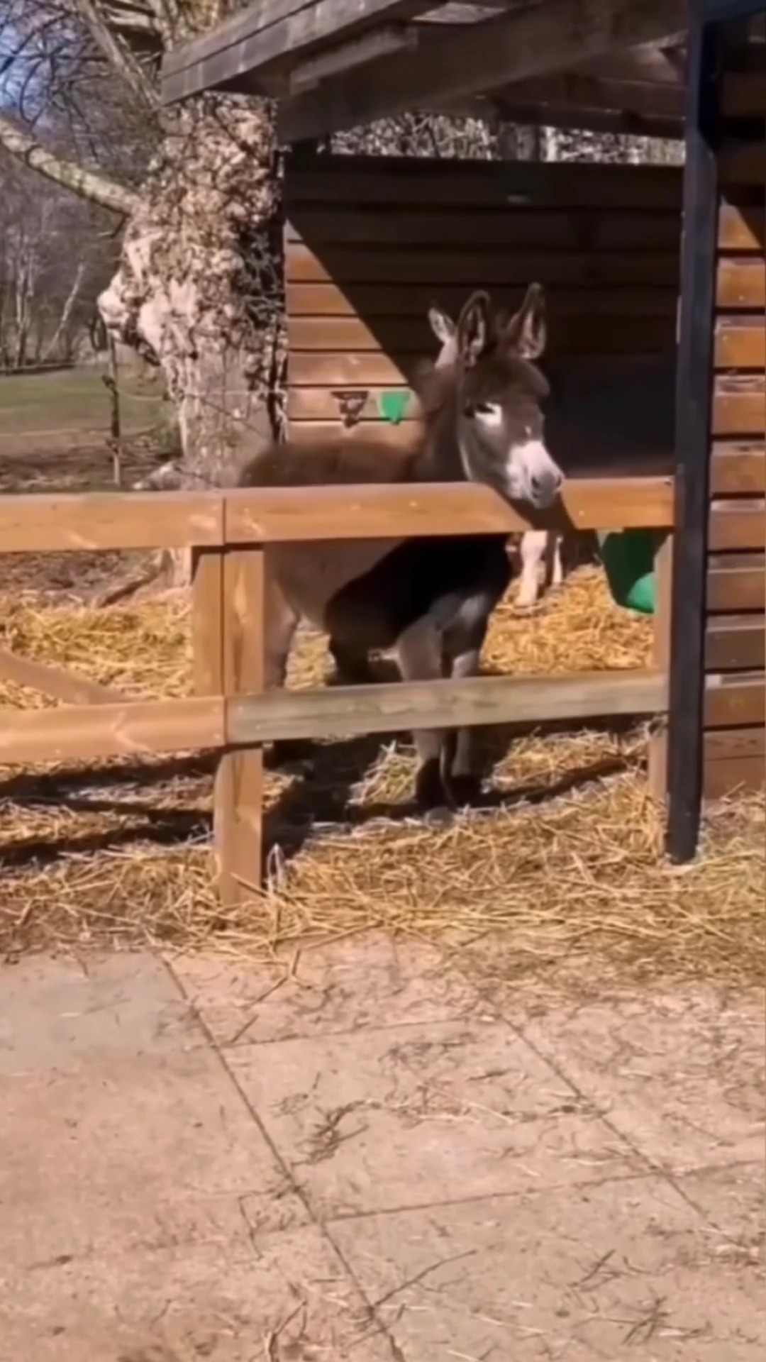 Template Cut Meme - Pippit