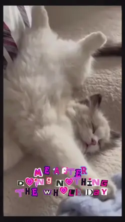 Cat Sleeping Meme: Discover the Funniest Images | CapCut - AI Tools