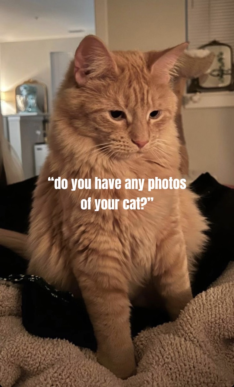 Easy Cat Edit - Pippit