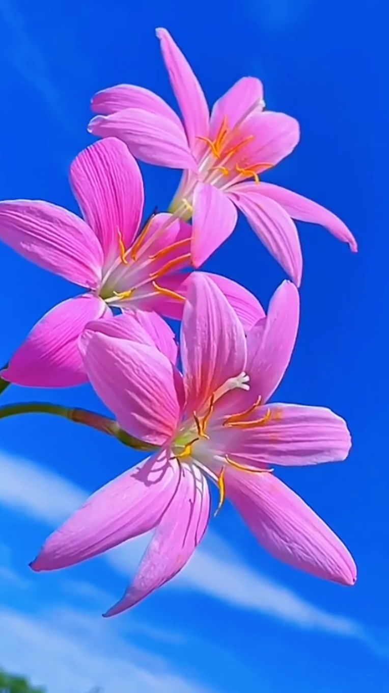 Short and Bright Templates - Pippit