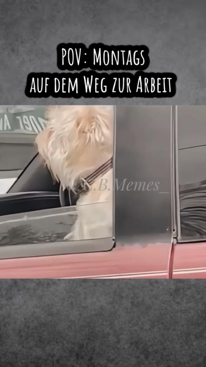 Dog Scared Meme - Pippit