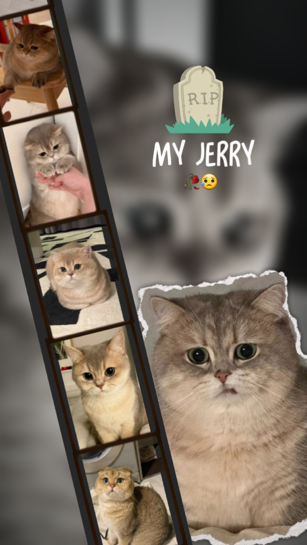 Gone Cat Template - Pippit