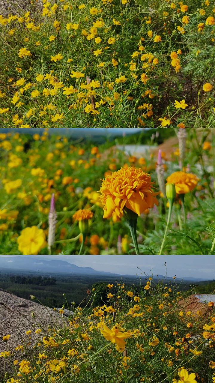 Without Effects Templates Layout 3 Grid - Pippit