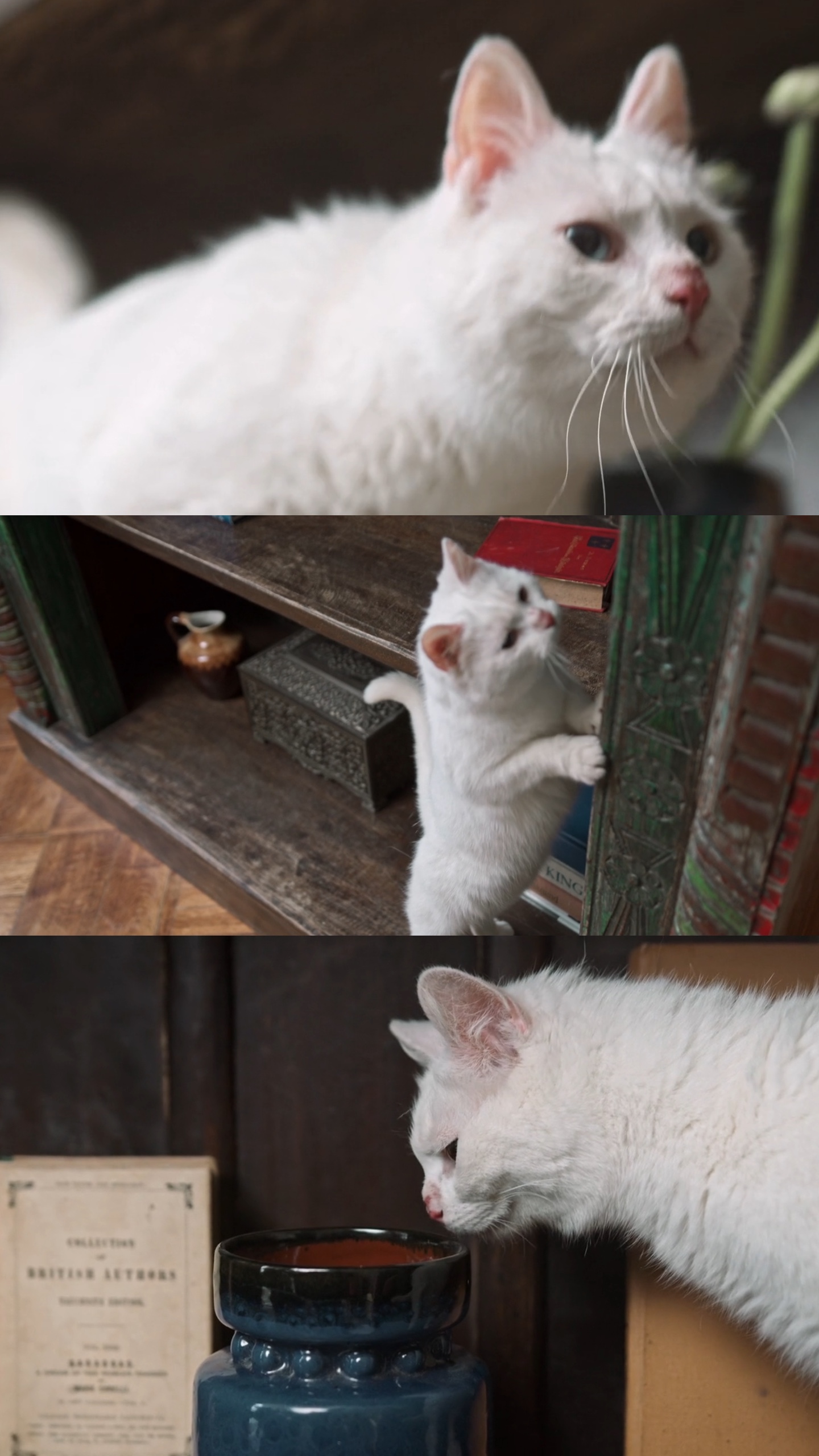 cat new 2025 template - Pippit