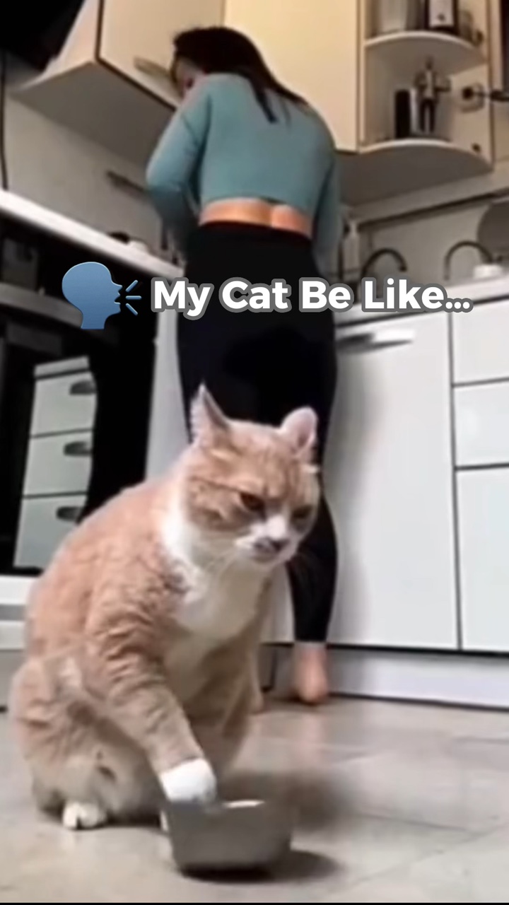 cat salute meme template - Pippit