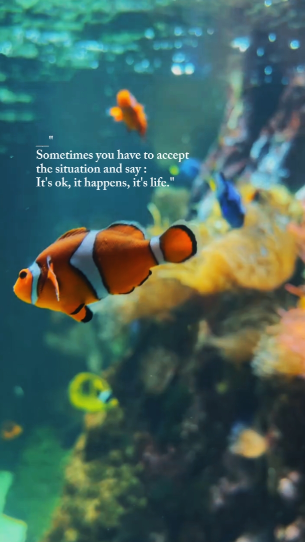 Video Template Memory Verse - Pippit