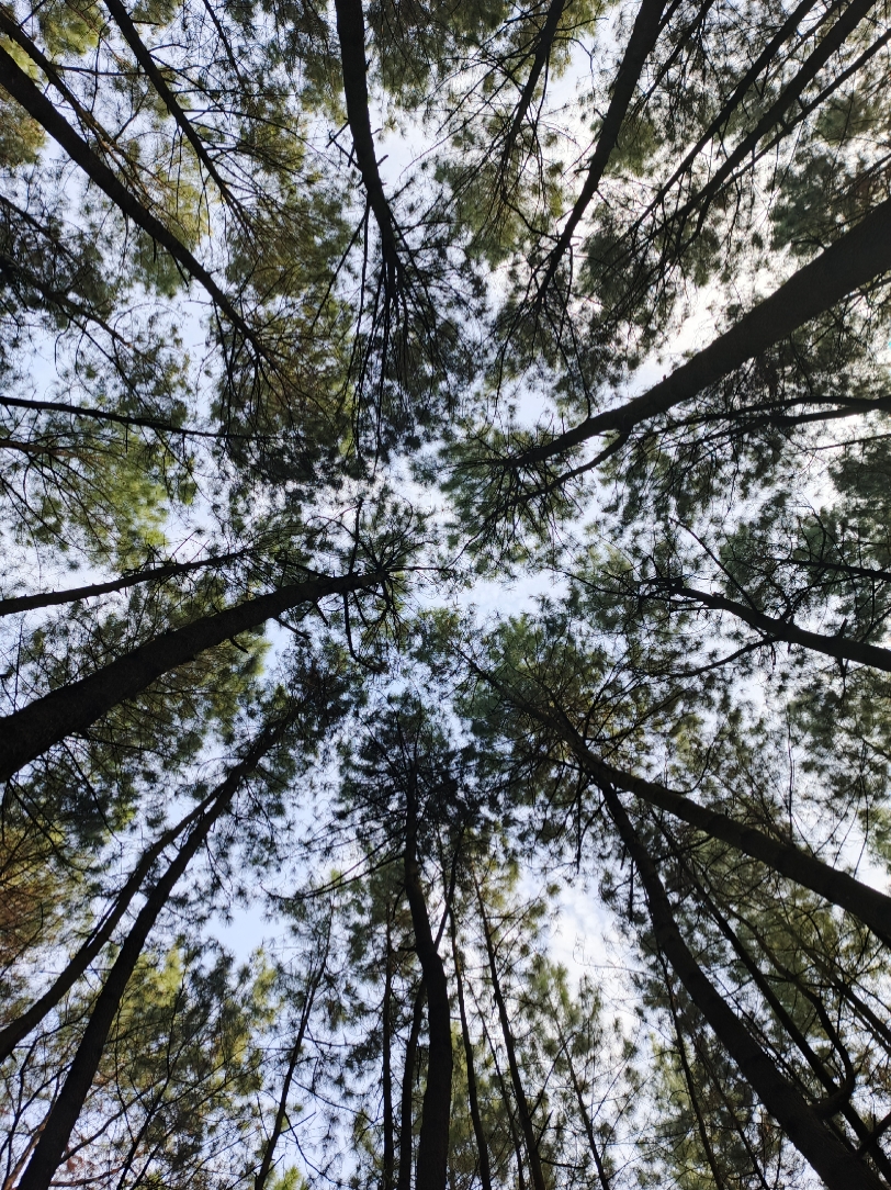 7 New Effect CapCut - Pippit