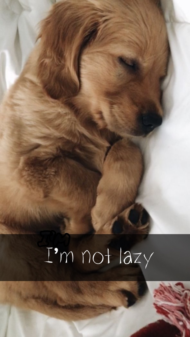 Dog Scared Meme - Pippit