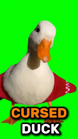 Duck Meme: Discover the Funniest Duck Memes Online